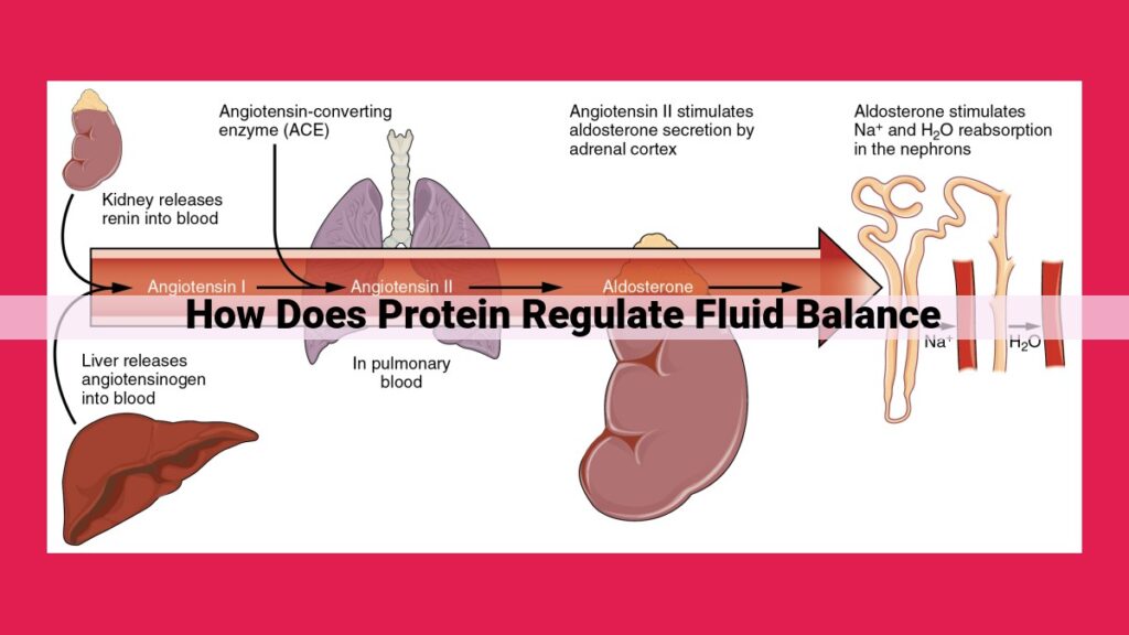 Understanding Protein's Role in Fluid Balance: A Guide to Starling Forces and Aquaporins