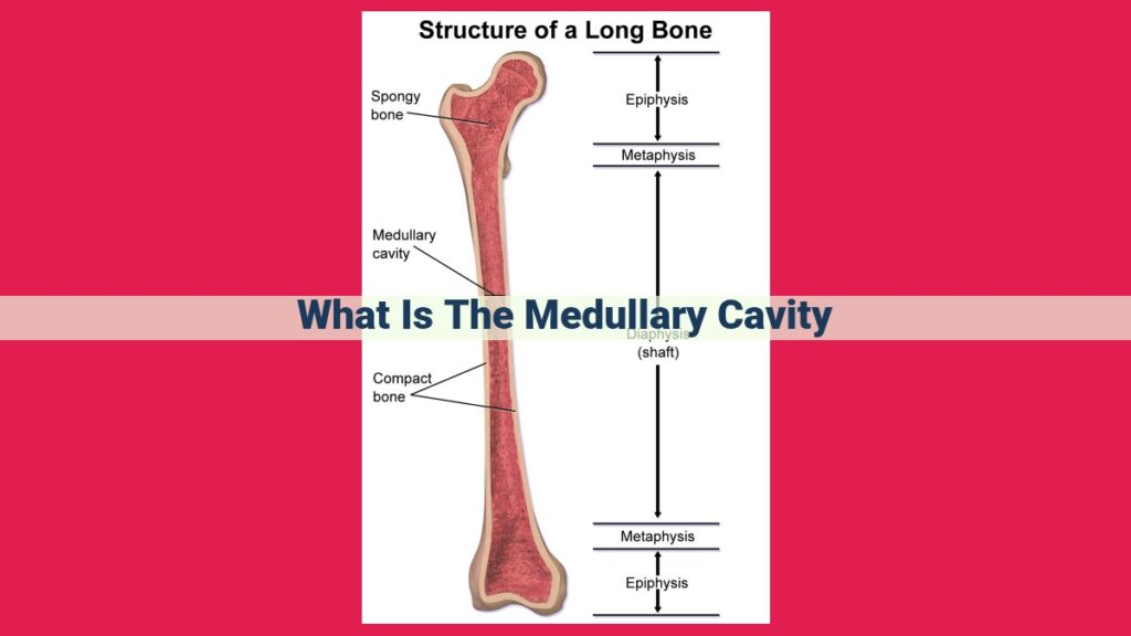 The Medullary Cavity: A Comprehensive Guide to Bone Marrow, Hematopoiesis, and Endosteum