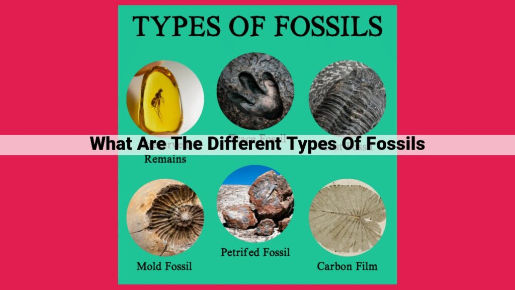 Comprehensive Guide to Fossil Types: Body Fossils, Trace Fossils, Chemical Fossils, and More