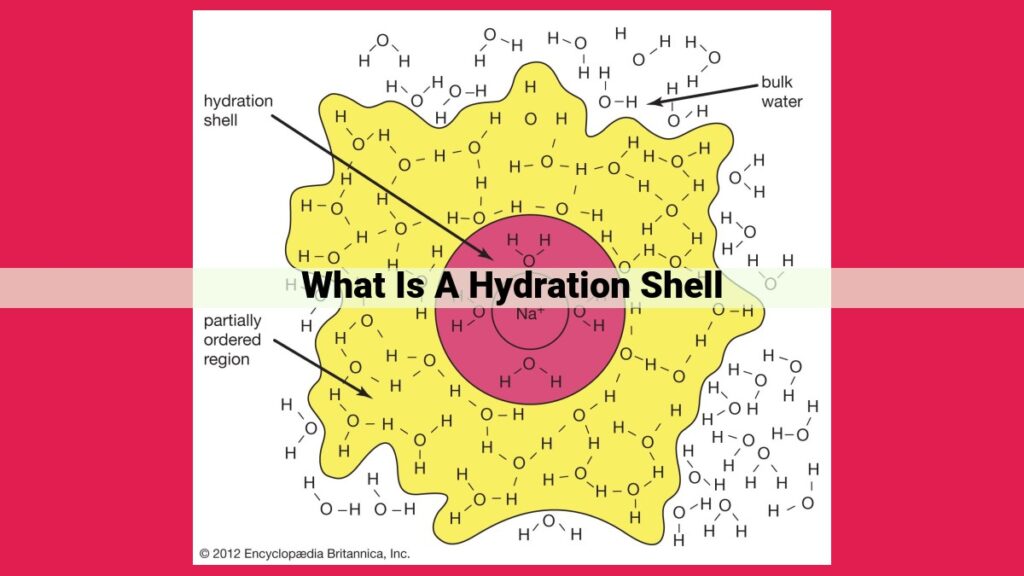 Hydration Shells: Understanding the Interactions and Effects in Aqueous Solutions