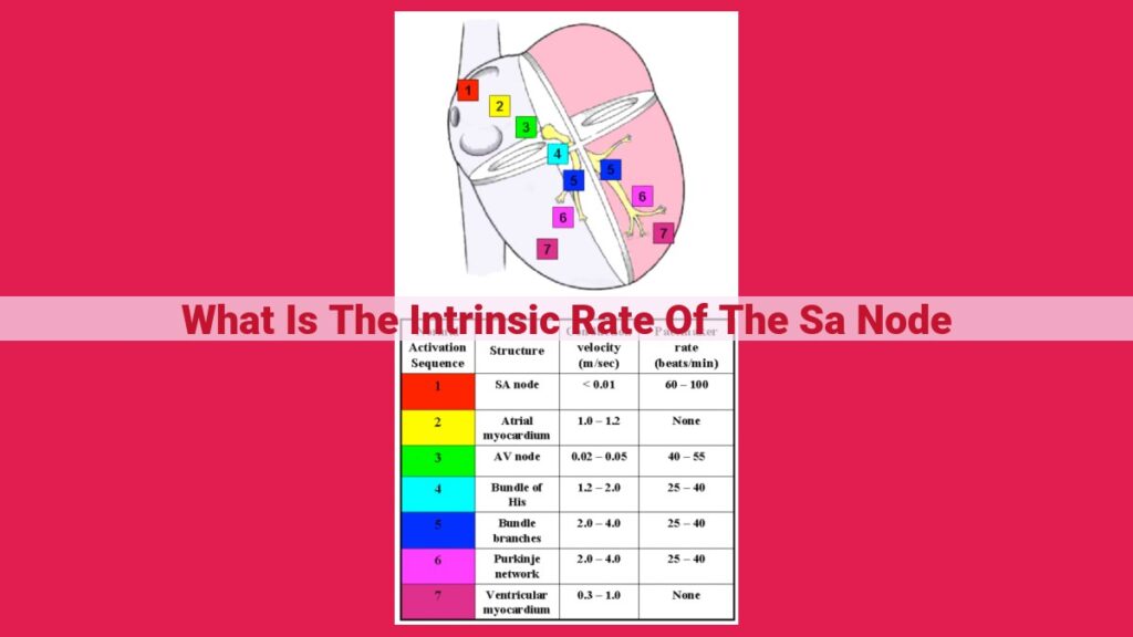 Understanding The Intrinsic Rate Of The Sinoatrial Node A Guide To Heartbeat Regulation